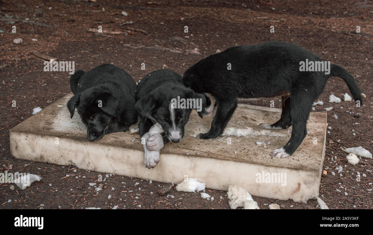 Homeless pets hi-res stock photography and images - Alamy