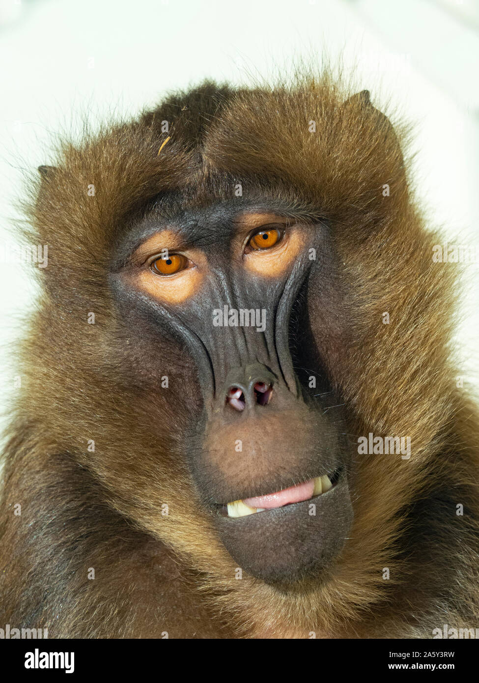 female Gelada Baboon Theropithecus gelada Stock Photo - Alamy