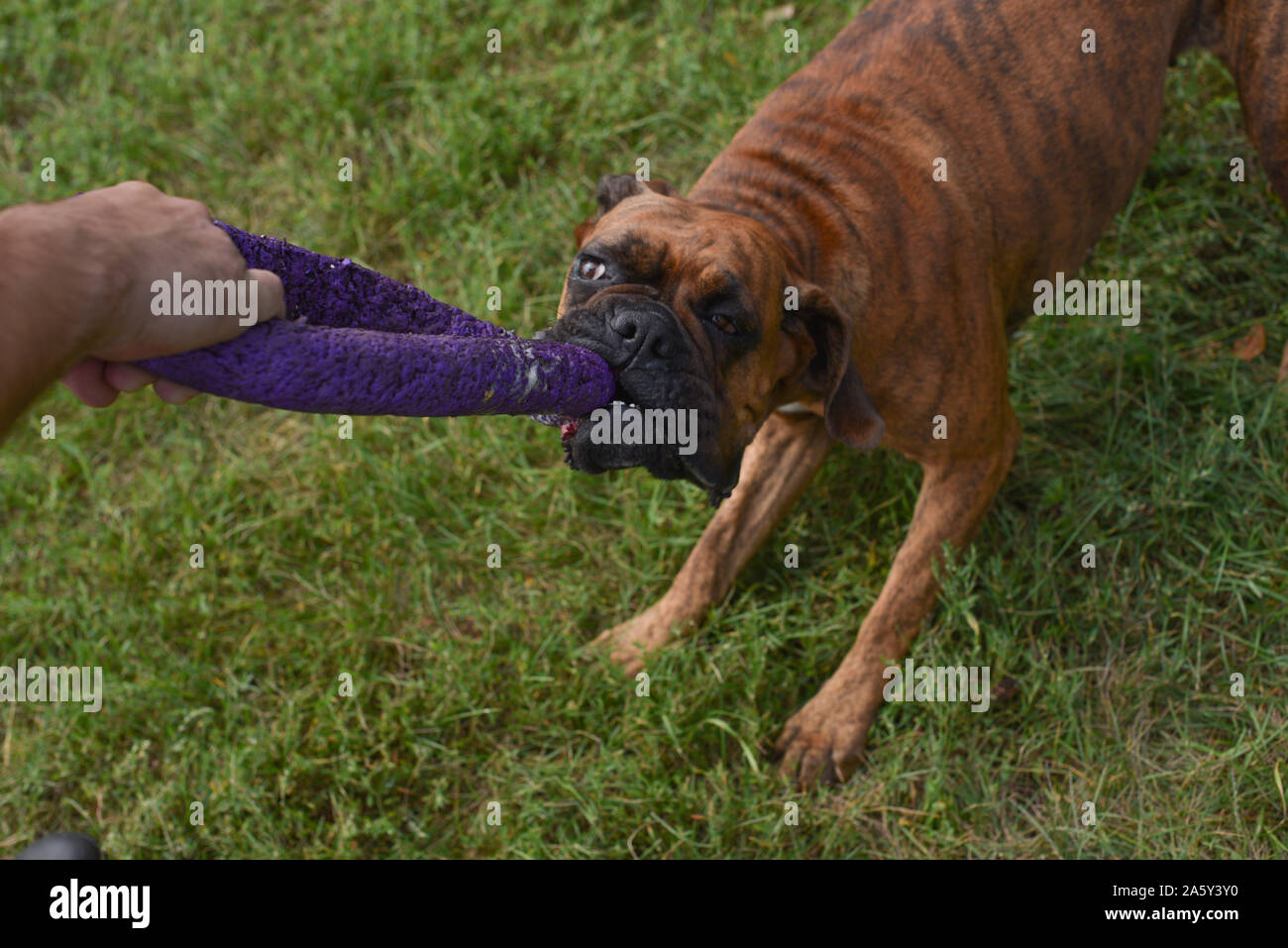 Summer outdoors portrait of Geman boxer dog on hot sunny day. Brown ...
