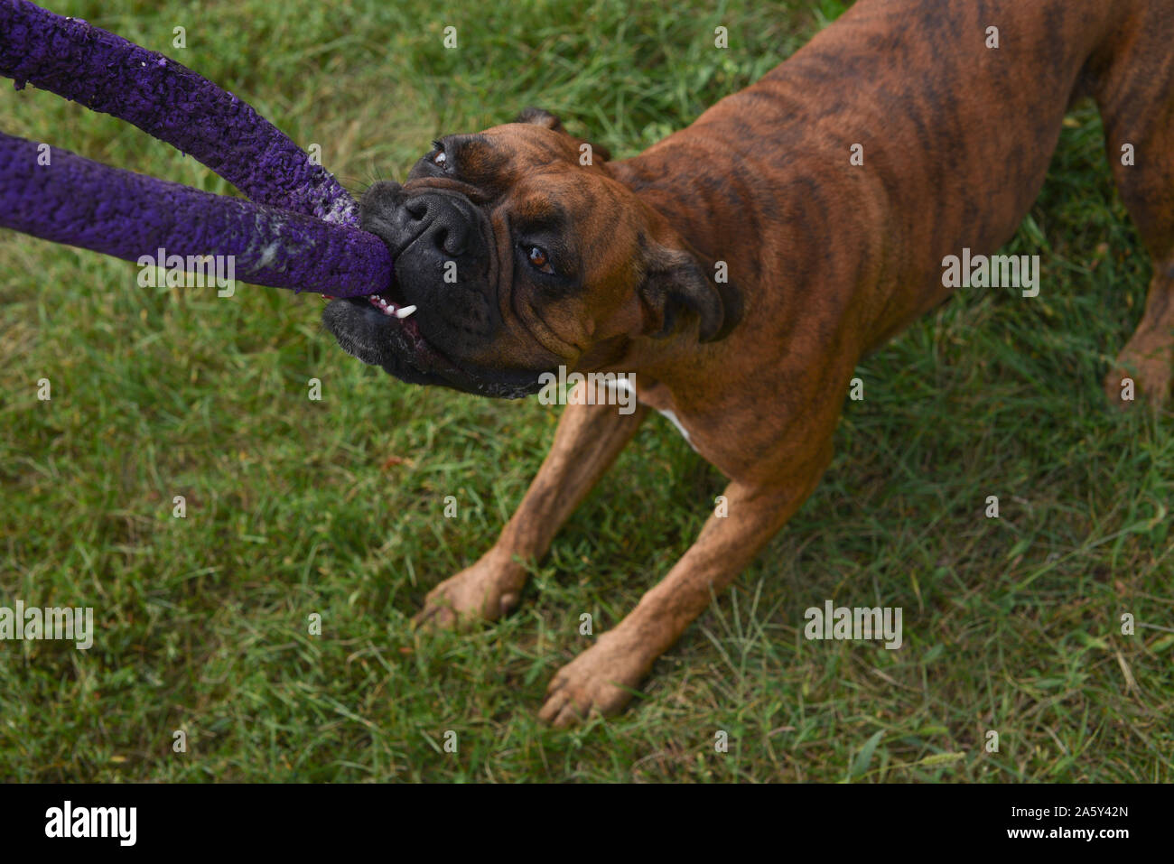 Summer outdoors portrait of Geman boxer dog on hot sunny day. Brown ...