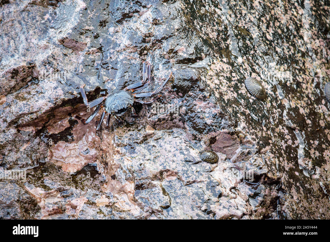 Crab kona coast hawaii hi-res stock photography and images - Alamy