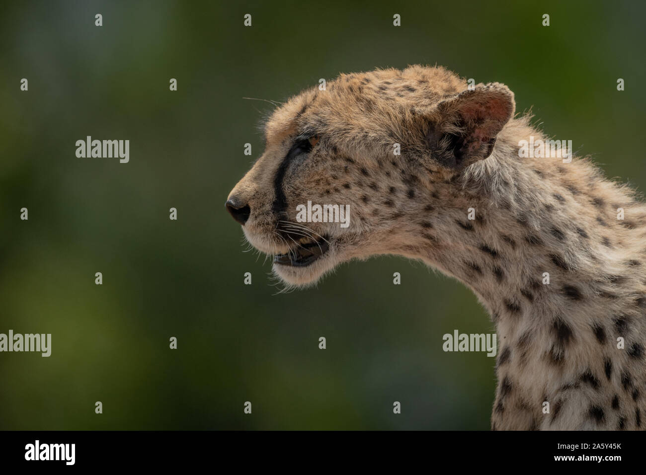 Close up profile female cheetah hi-res stock photography and images - Alamy