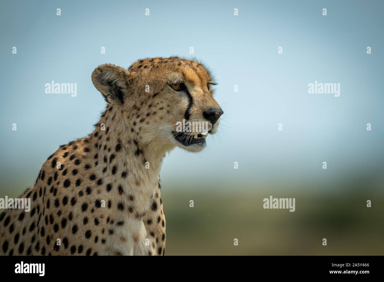 Close up profile female cheetah hi-res stock photography and images - Alamy
