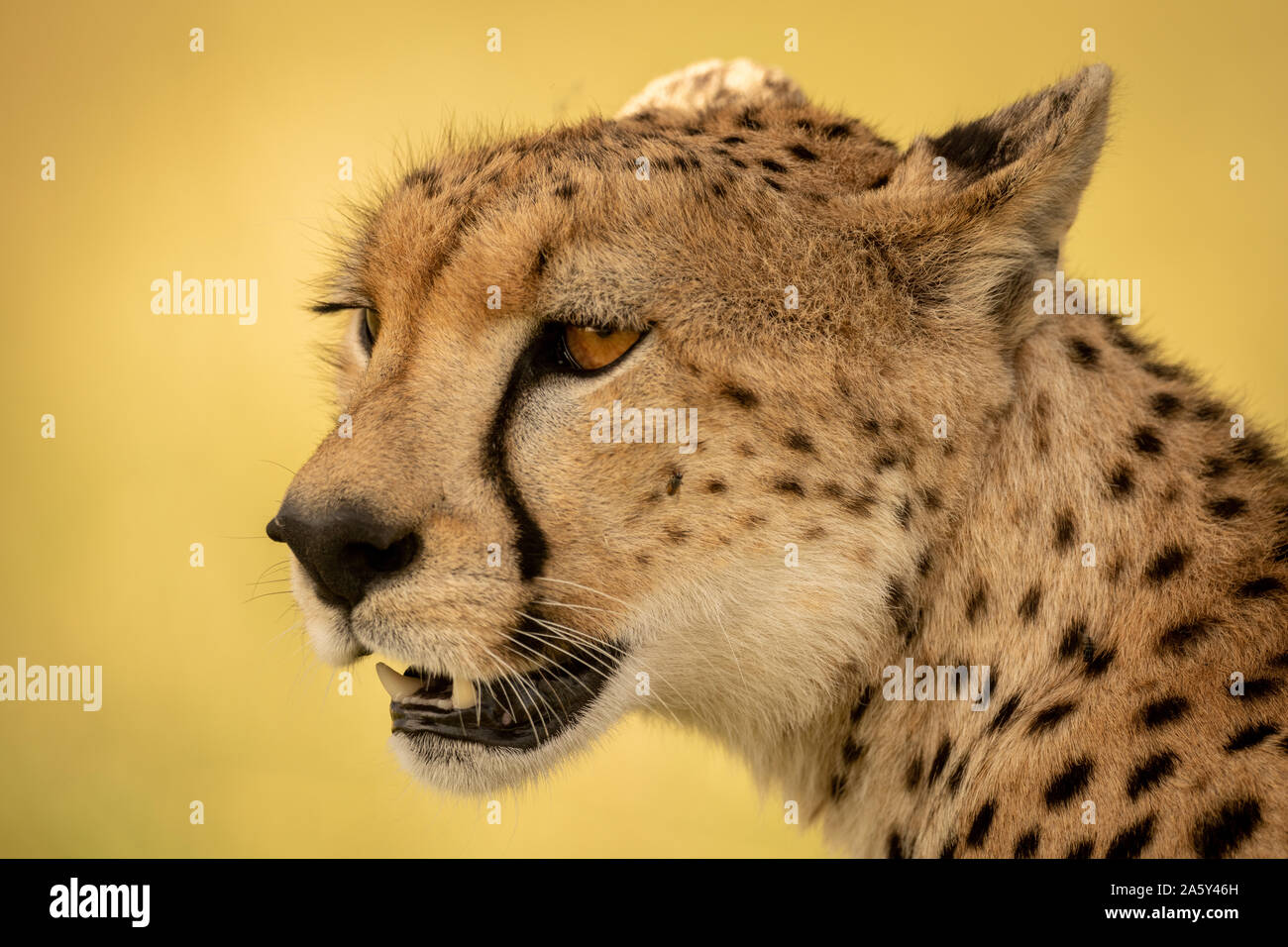 Cheetah with mouth open hi-res stock photography and images - Alamy