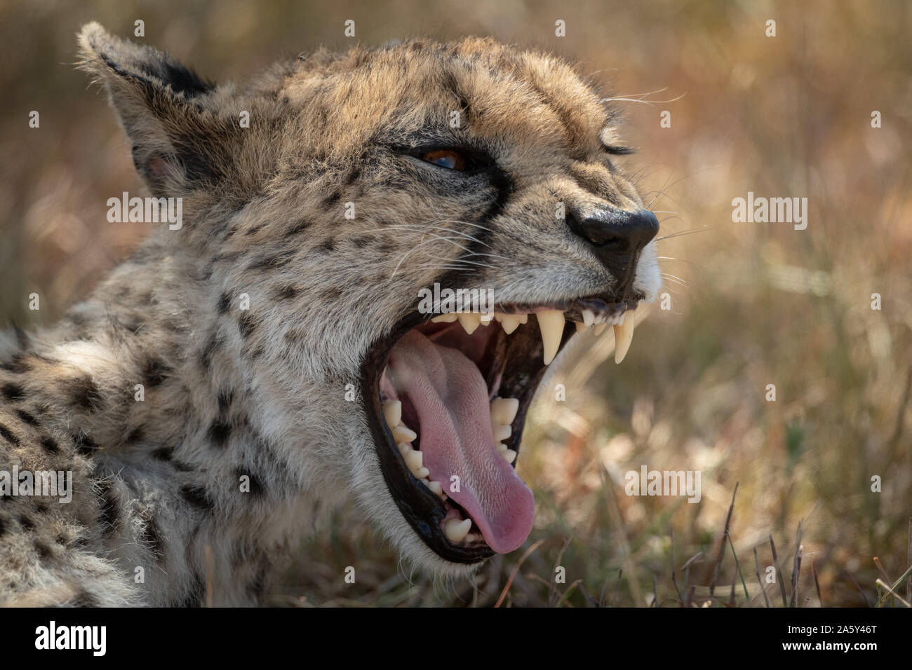 Close-up of female cheetah yawning on grass Stock Photo - Alamy