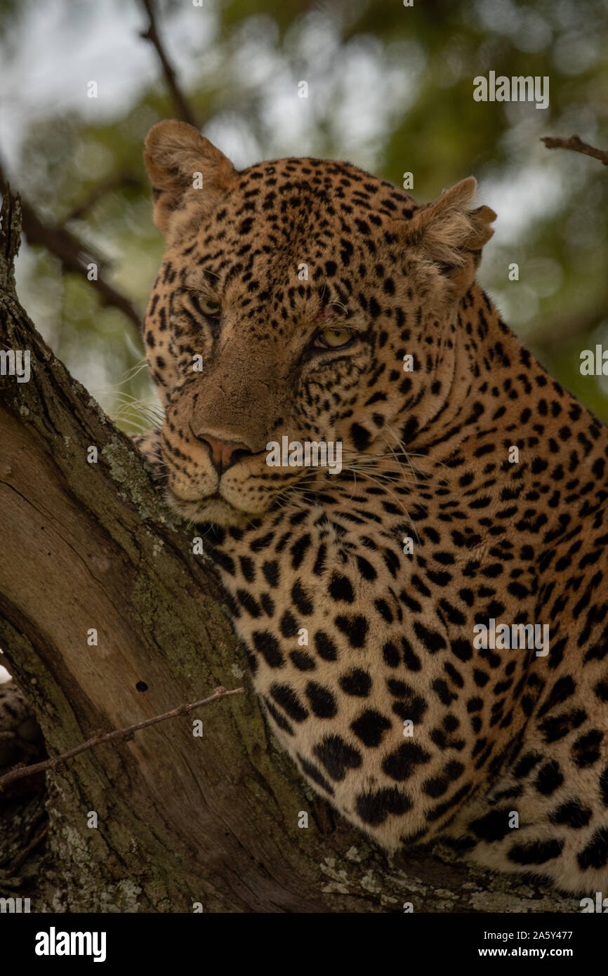 Leopard in tree looking down hi-res stock photography and images - Alamy