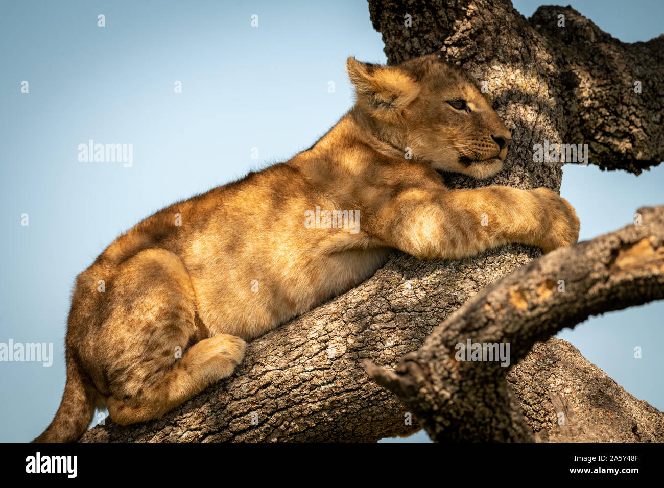 Close-up of lion cub clutching tree branch Stock Photo - Alamy