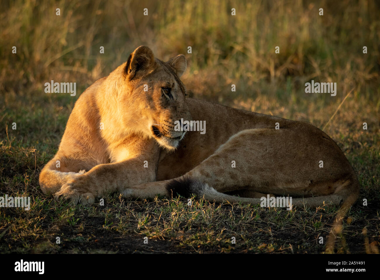 Close-up of lion cub lying looking back Stock Photo - Alamy