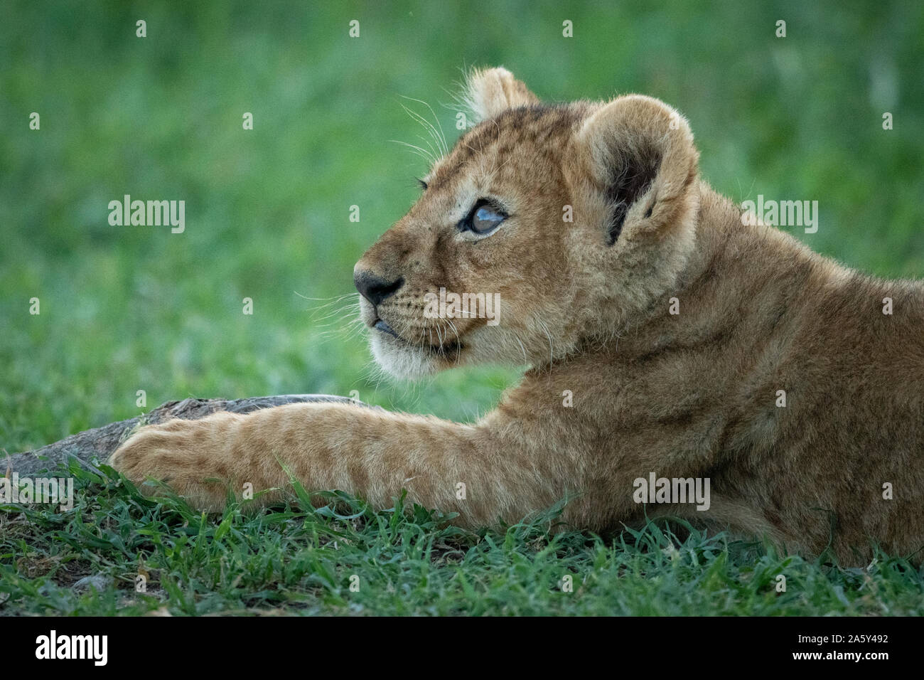 Close-up of lion cub lying looking up Stock Photo - Alamy