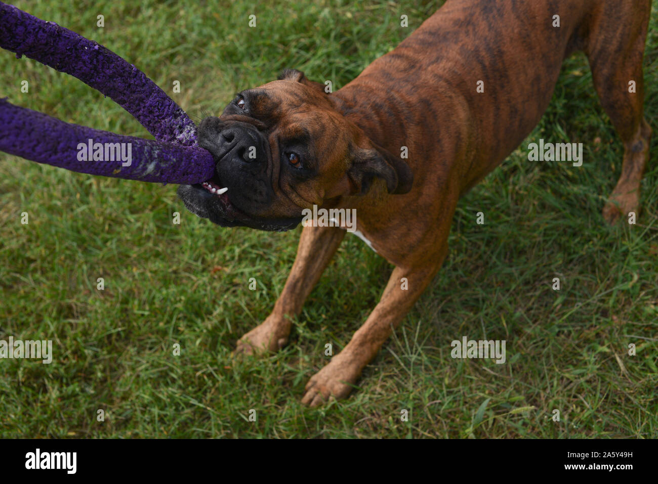 Summer outdoors portrait of Geman boxer dog on hot sunny day. Brown ...