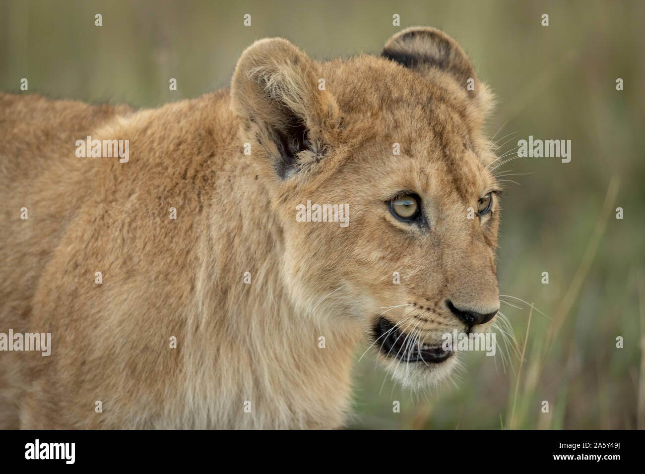 Serengeti lion cub face hi-res stock photography and images - Alamy
