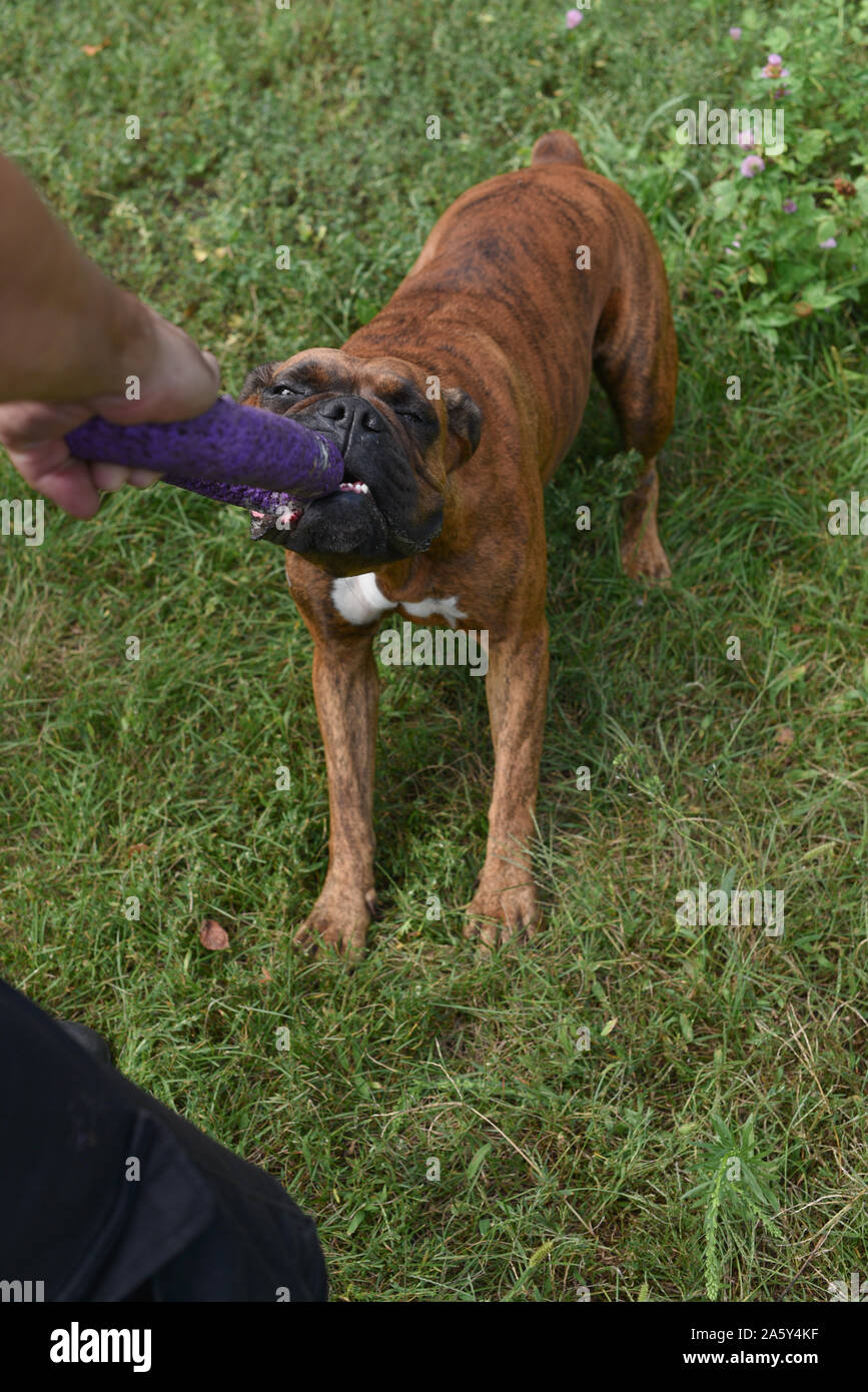 Summer outdoors portrait of Geman boxer dog on hot sunny day. Brown ...