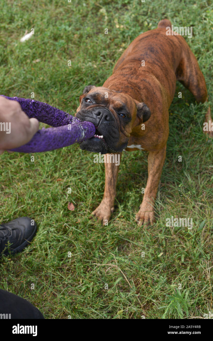 Summer outdoors portrait of Geman boxer dog on hot sunny day. Brown ...