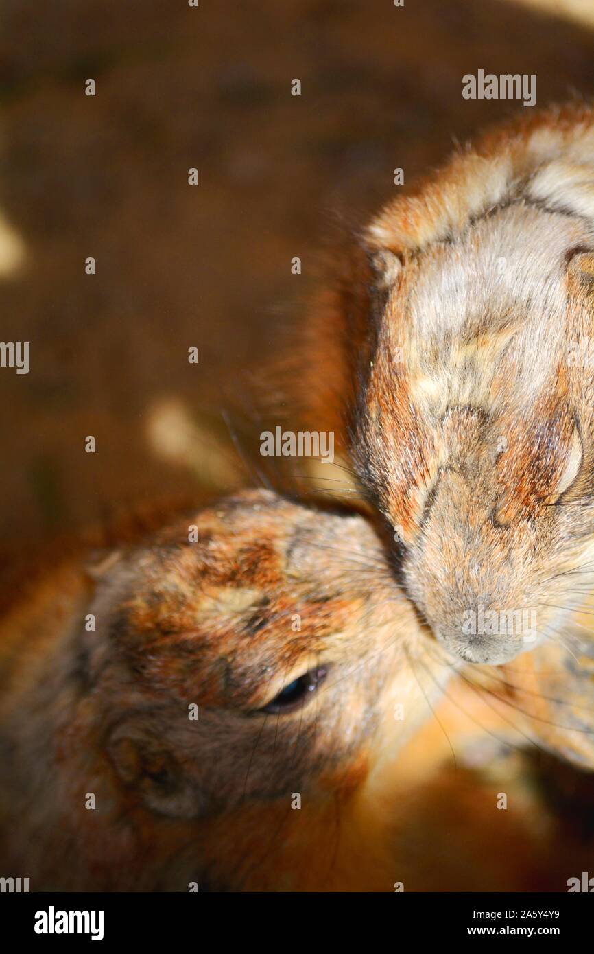 Adorable rodents hi-res stock photography and images - Alamy