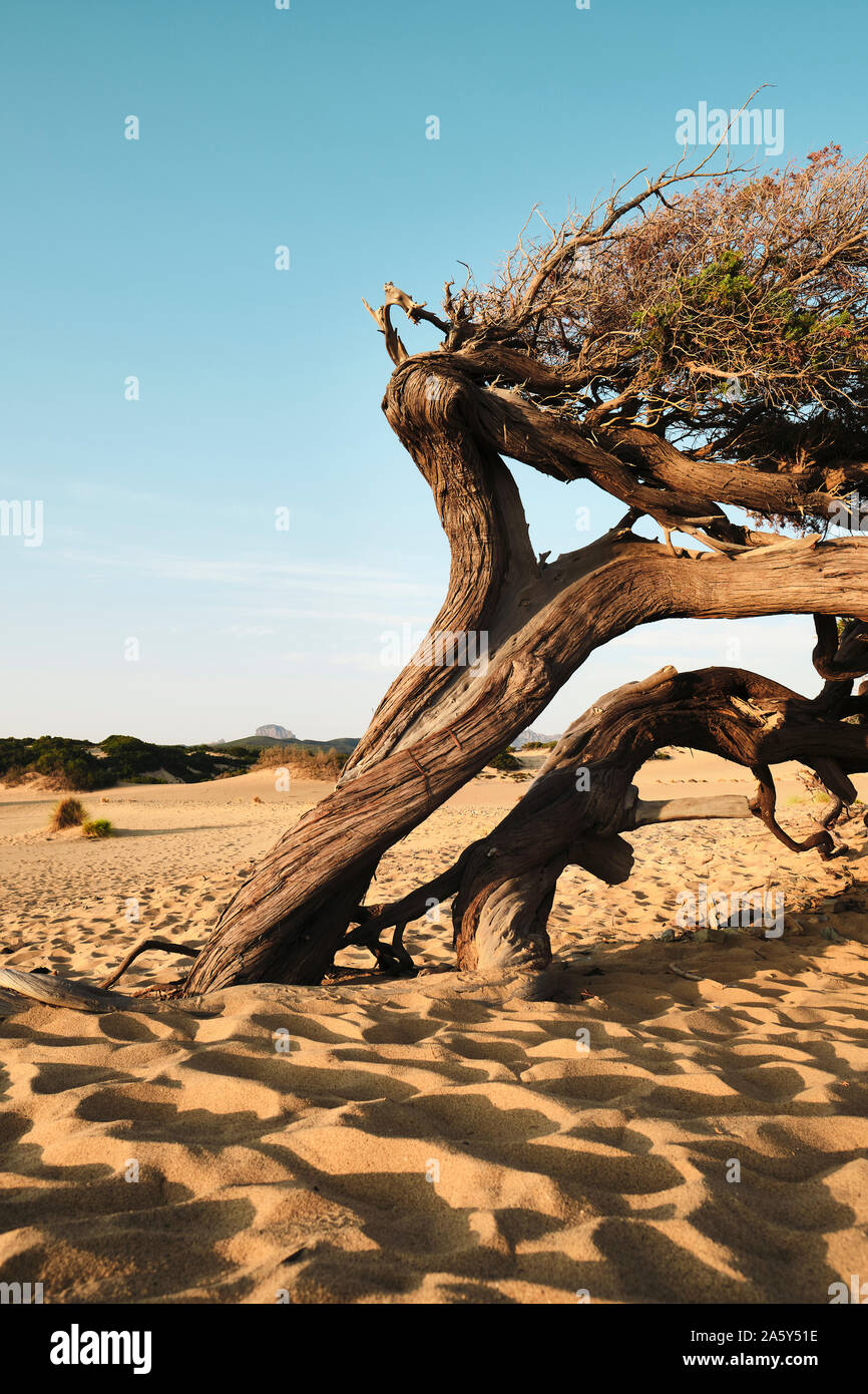 Windswept tree hi-res stock photography and images - Alamy