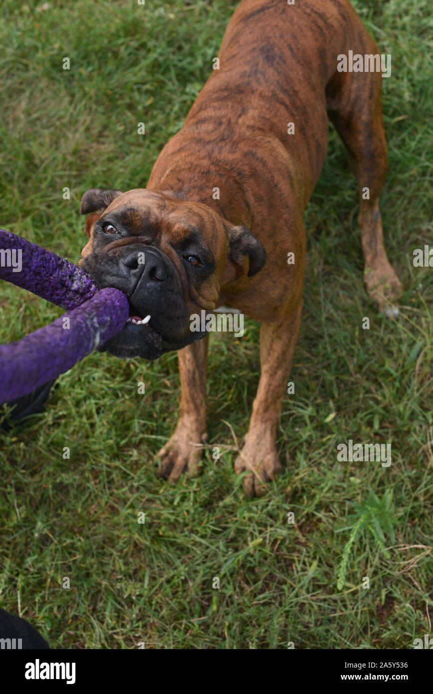 Summer outdoors portrait of Geman boxer dog on hot sunny day. Brown ...