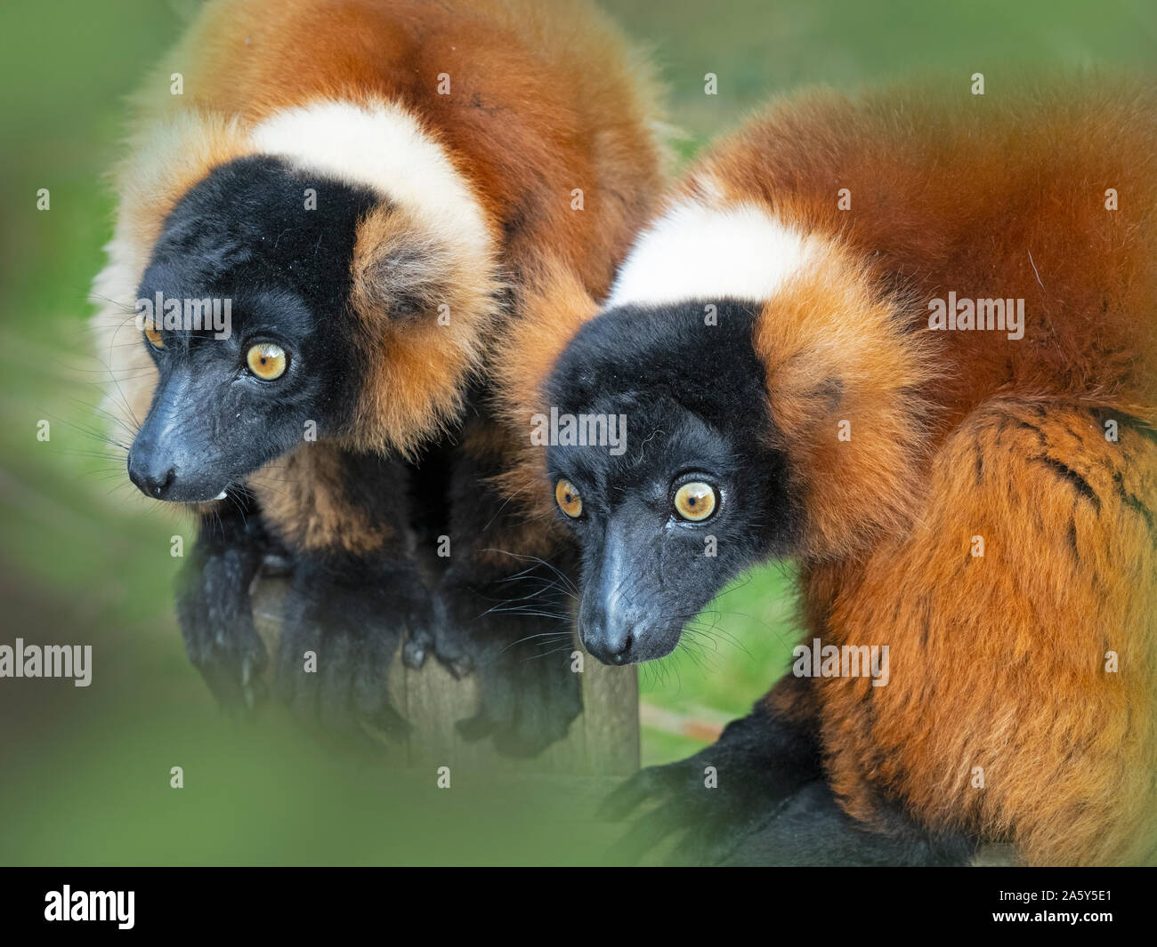 Red-ruffed lemur Varecia rubra Captive portrait Stock Photo - Alamy