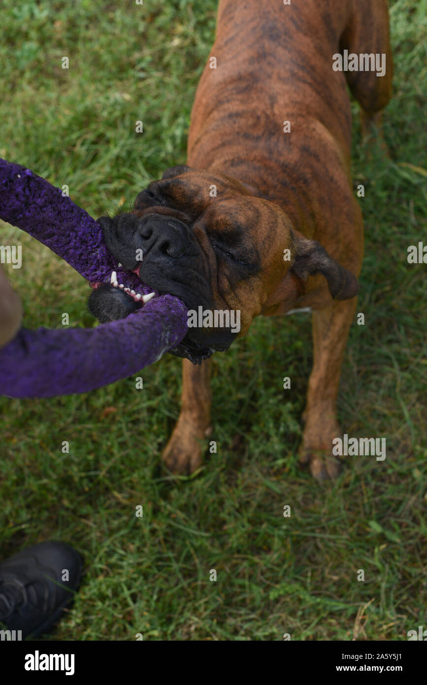 Summer outdoors portrait of Geman boxer dog on hot sunny day. Brown ...