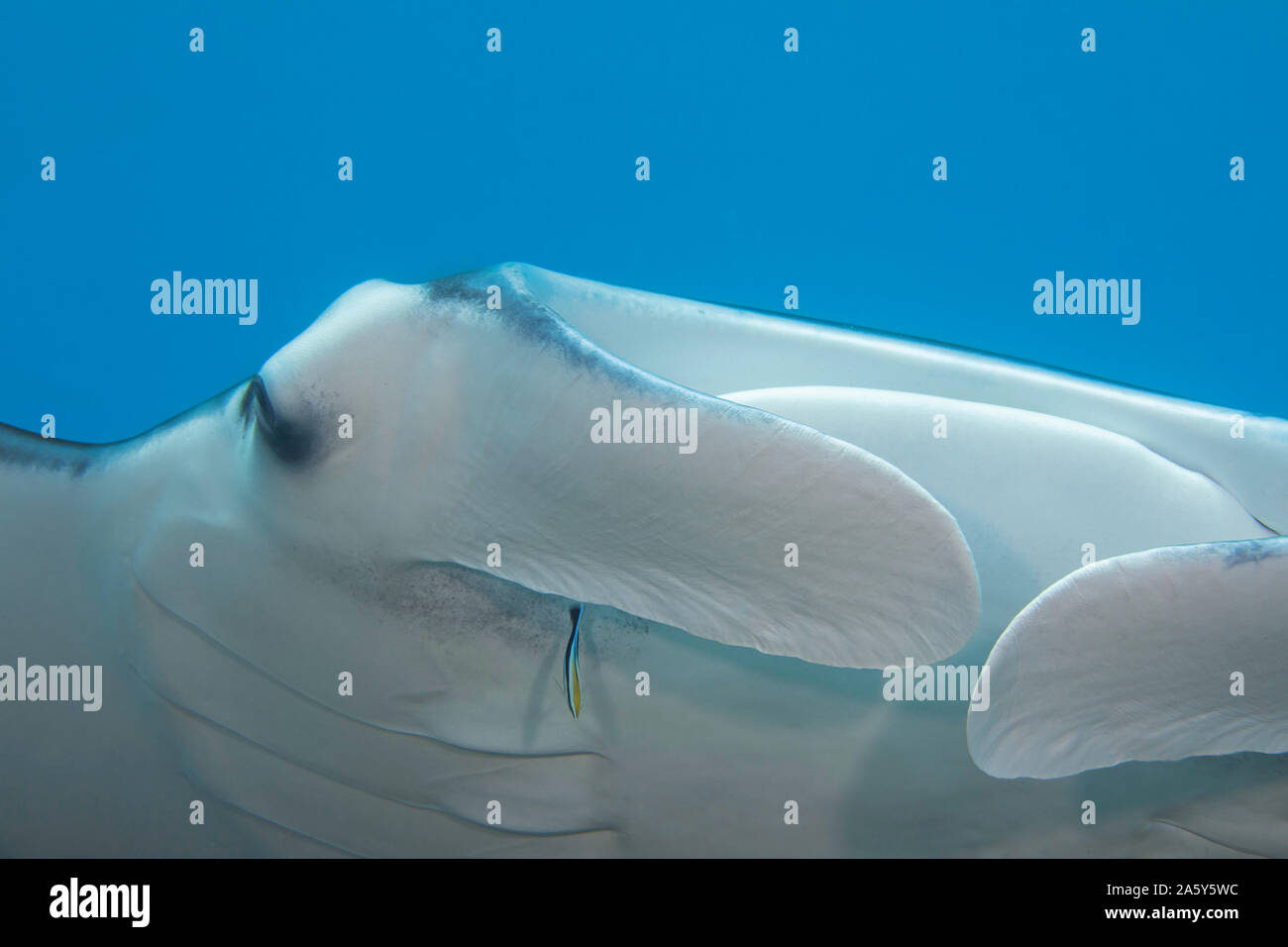 The front end of a Coastal Manta Ray, Manta alfredi, getting the close ...