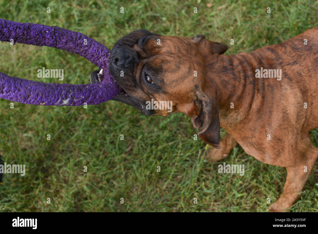 Summer outdoors portrait of Geman boxer dog on hot sunny day. Brown ...