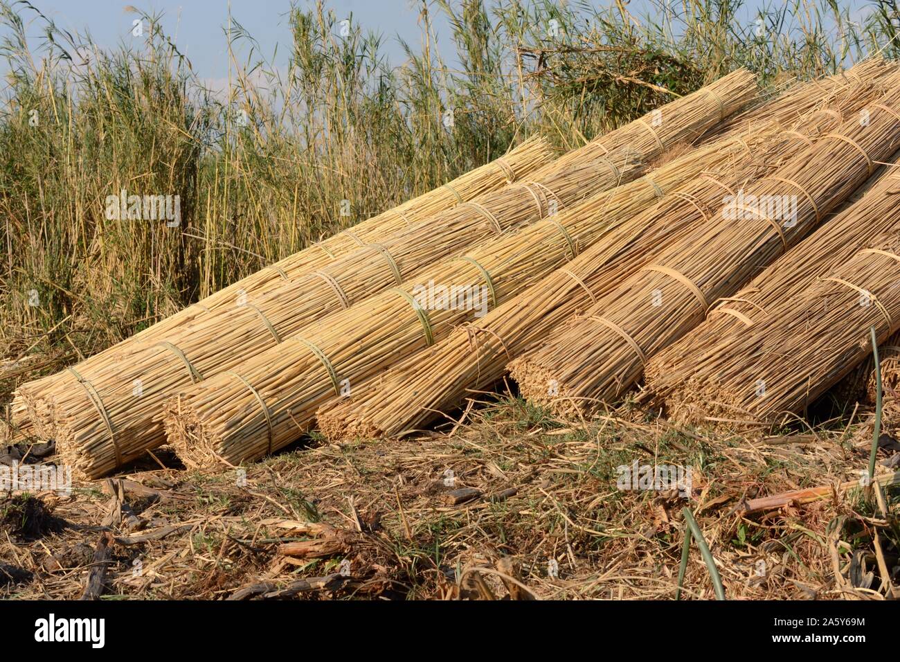Bundles of papyrus grass on the bank of the Okavanga Delta cut by local ...