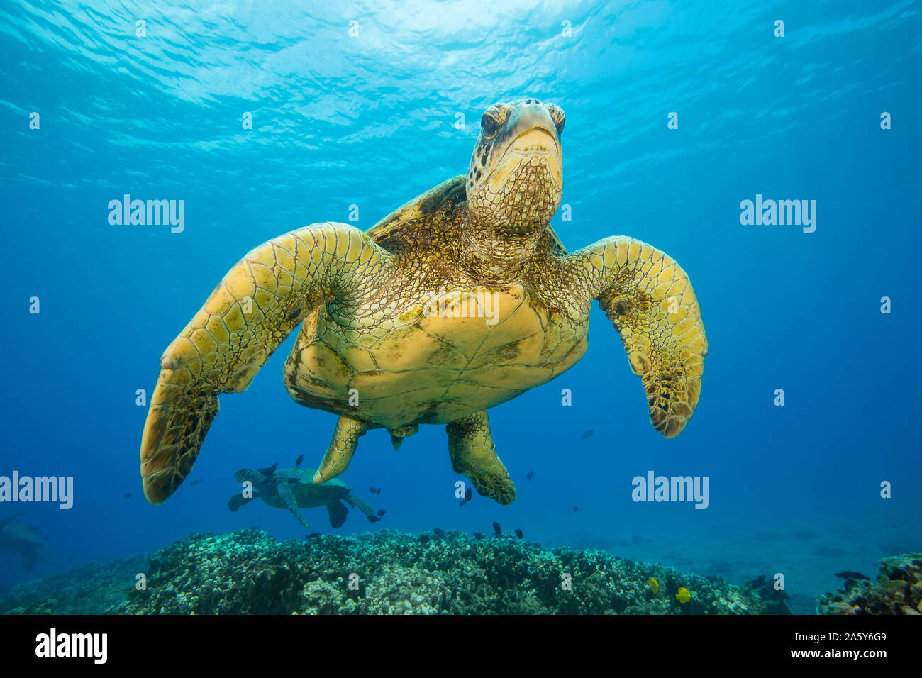 Cleaning of the sea hi-res stock photography and images - Alamy