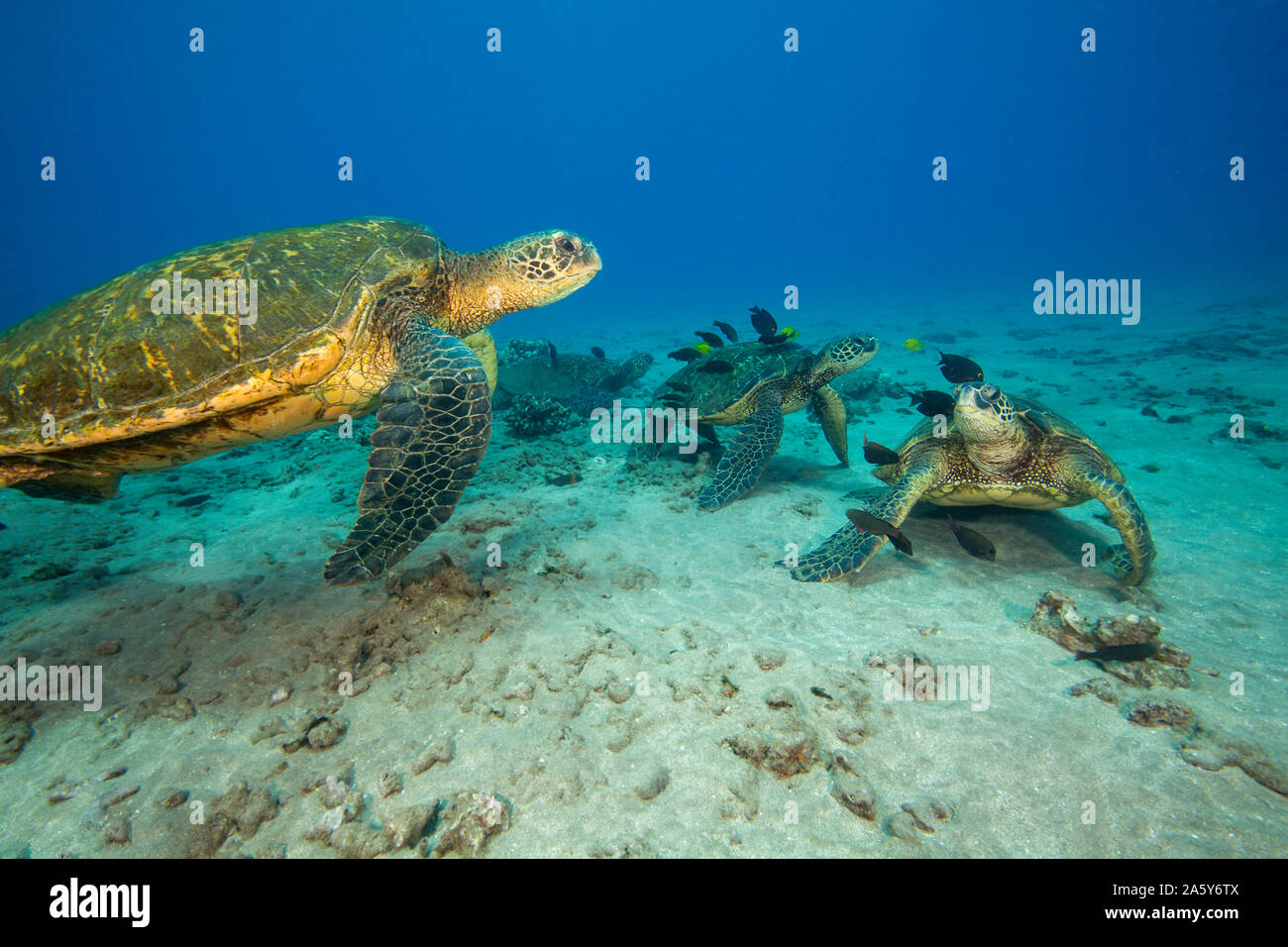 Green sea turtles shell hi-res stock photography and images - Alamy