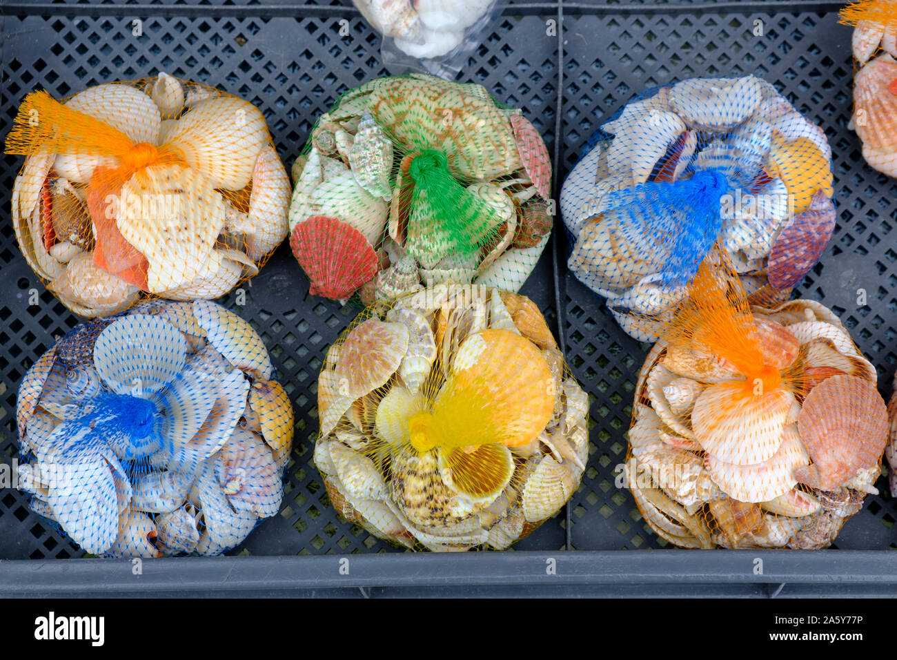 Sea shells cornwall hi-res stock photography and images - Alamy