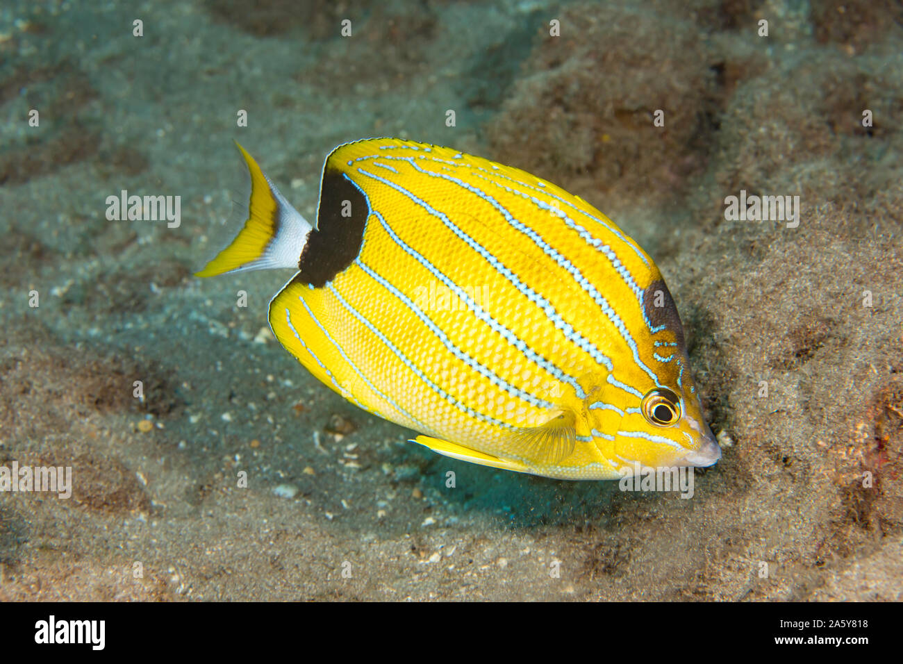 Close-up, side view of a bluestrip butterflyfish, Chaetodon fremblii ...