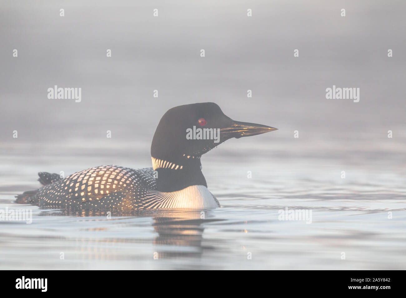Common loon swimming in the early morning mist Stock Photo - Alamy