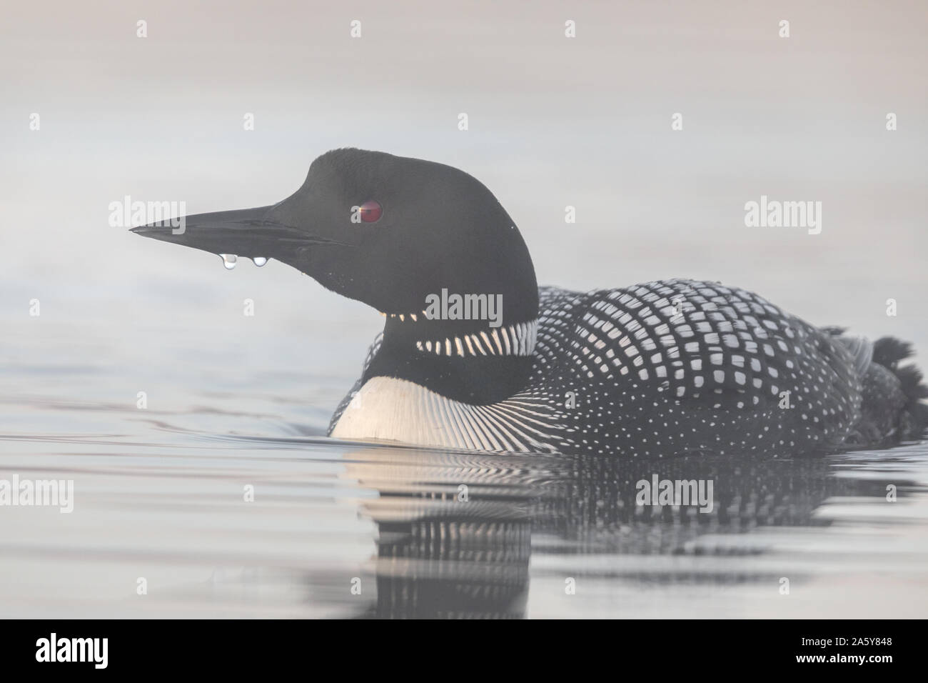 Common loon swimming in the early morning mist Stock Photo - Alamy