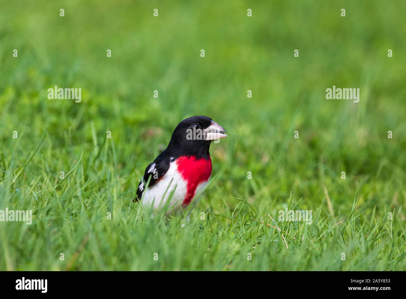 Cracking open a sunflower seed hi-res stock photography and images - Alamy