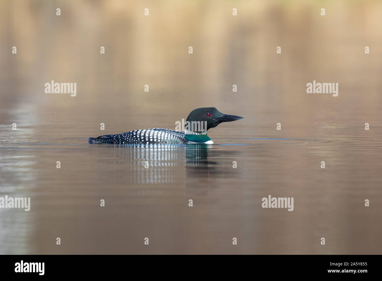 Common loon swimming in a northern Wisconsin lake Stock Photo - Alamy
