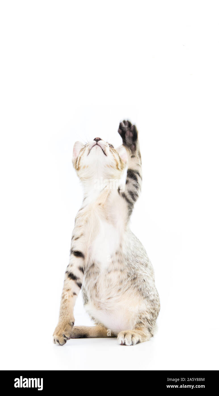 playful toyger kitten stand up show hand isolated on over white ...