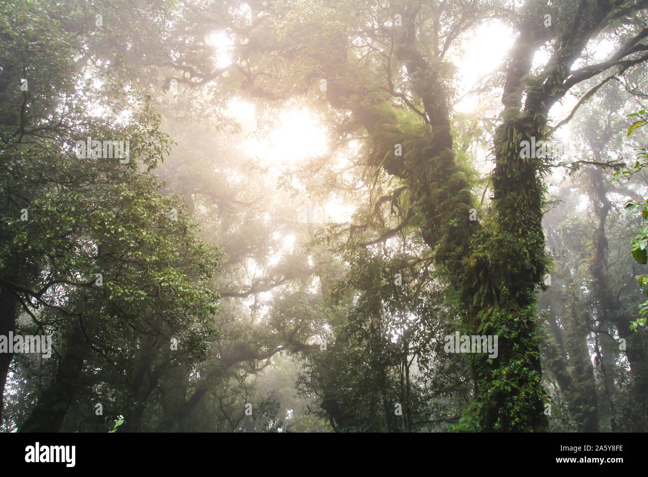 Beautiful Rainforest in the morning Stock Photo - Alamy