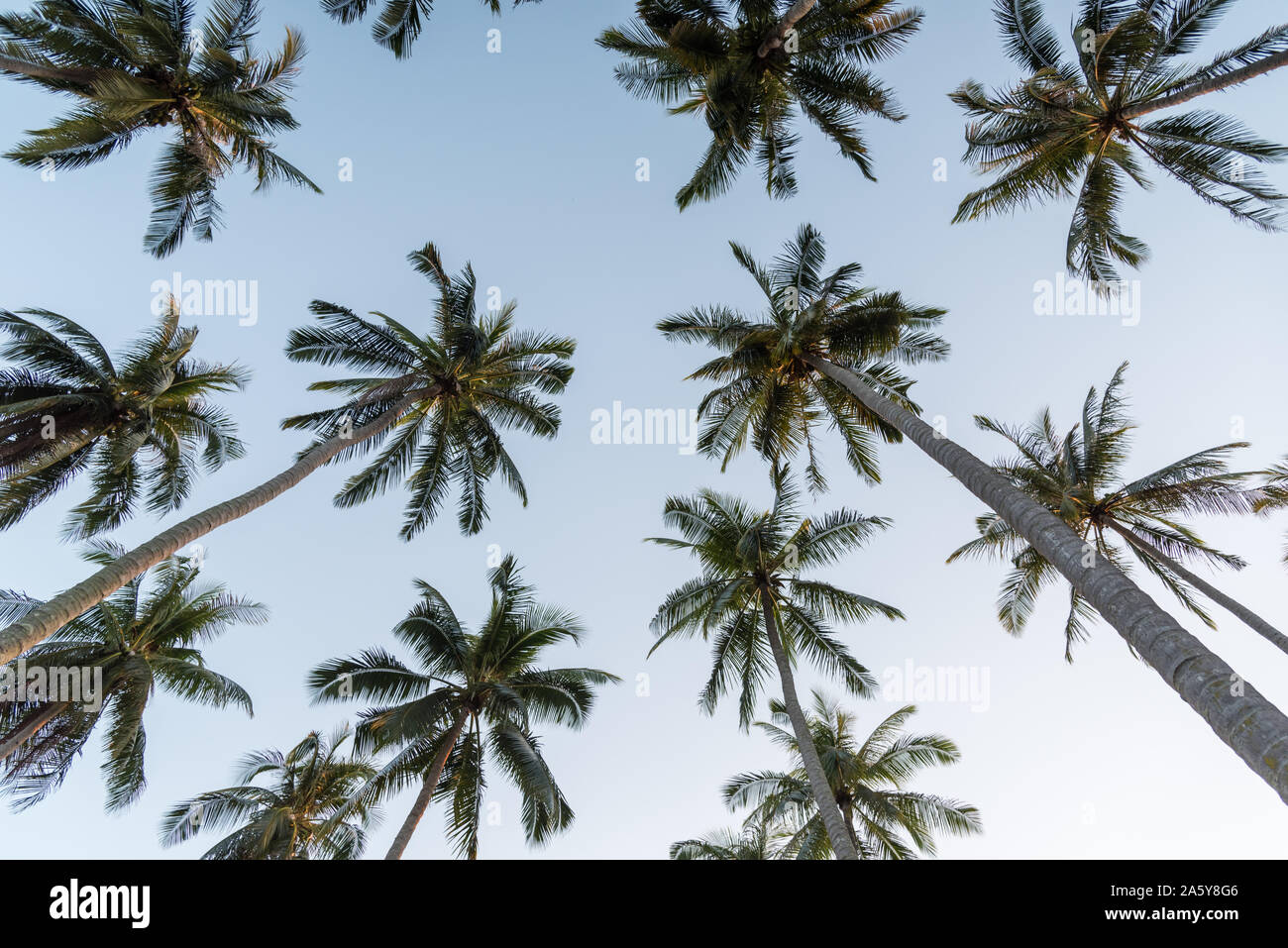 Coconut palm trees perspective high long view Stock Photo - Alamy