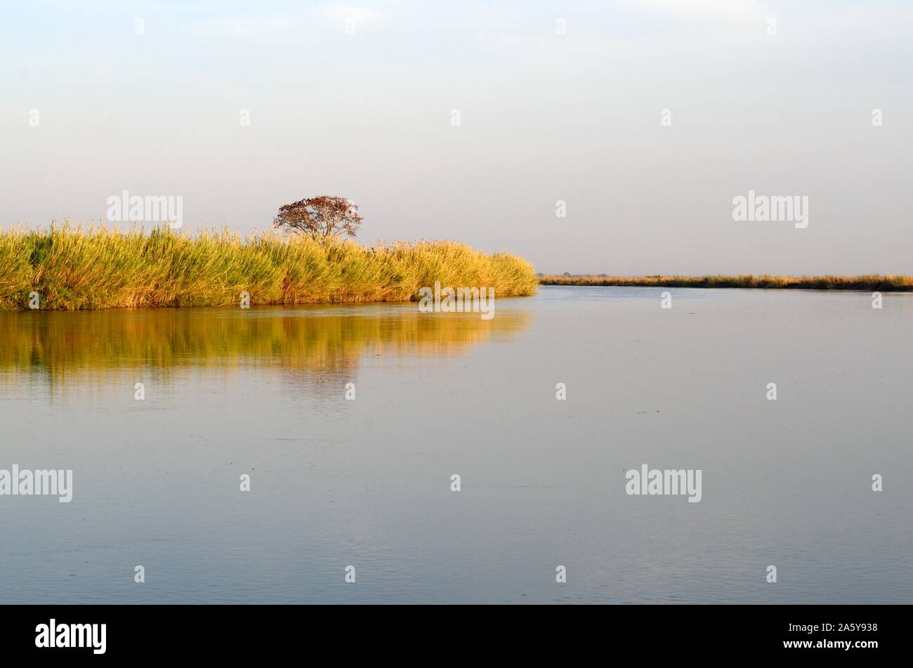 Reeds and grasses hi-res stock photography and images - Alamy
