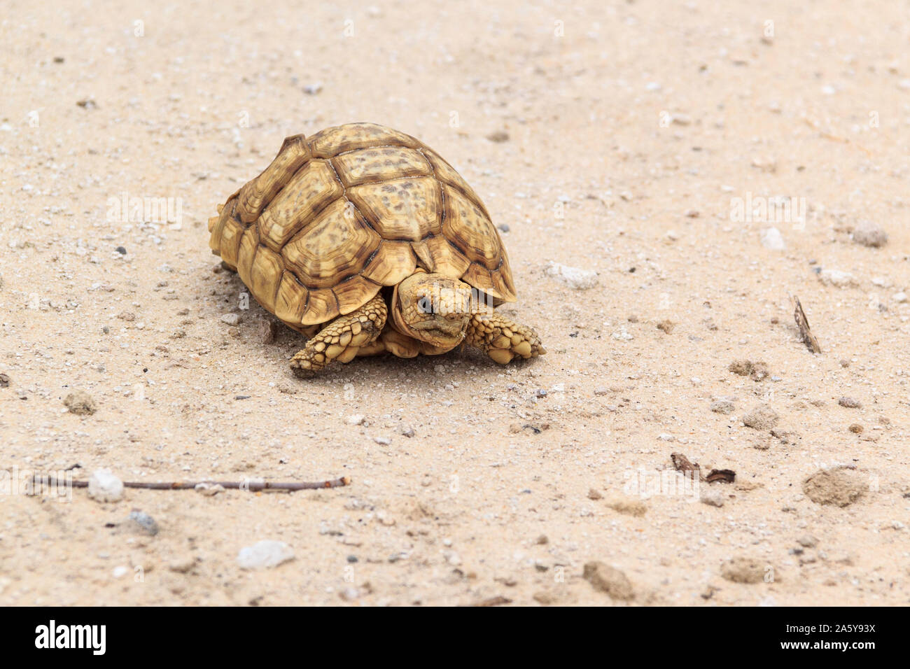 Yellow tortoise walking on sandy ground, Namibia, Africa Stock Photo ...