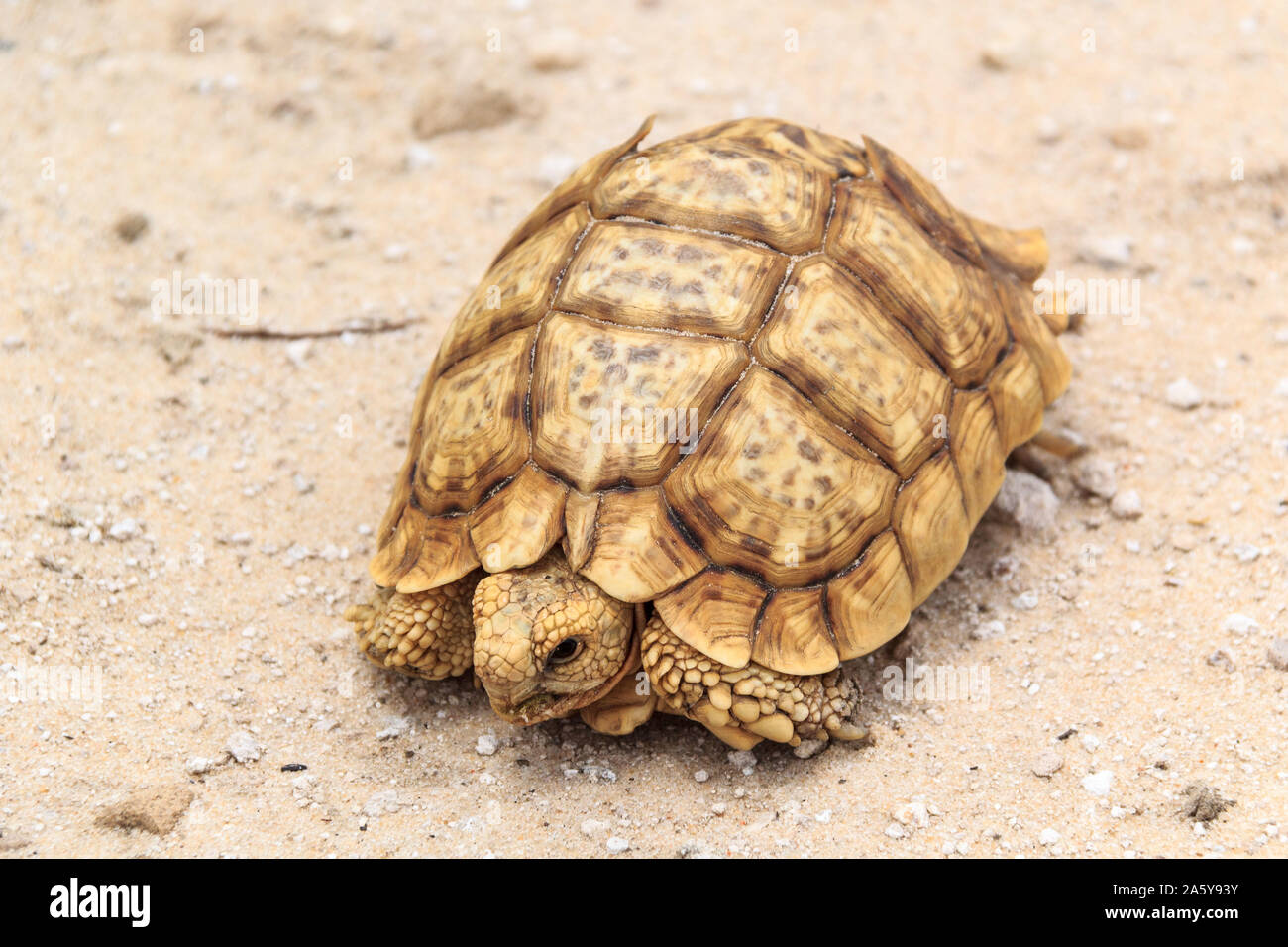 Yellow tortoise walking on hi-res stock photography and images - Alamy