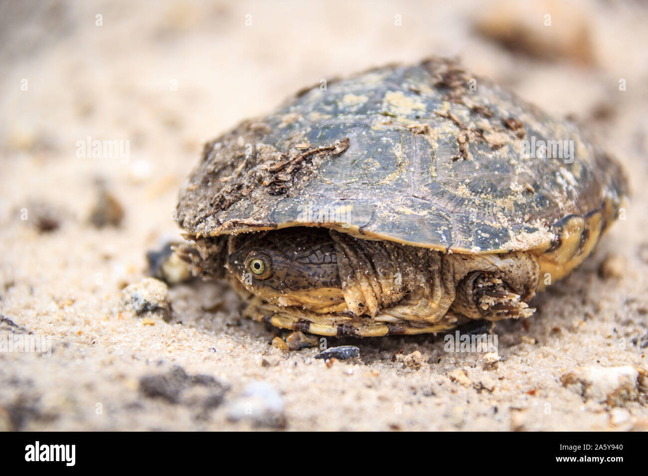 Turtle hiding shell hi-res stock photography and images - Alamy