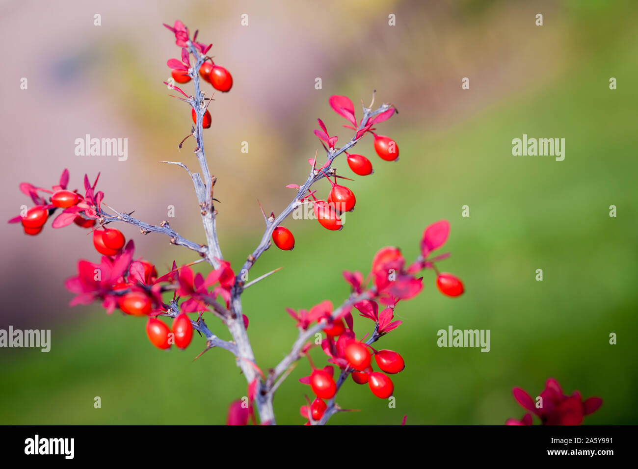 Berberis, commonly known as barberry, is a large genus of deciduous and ...