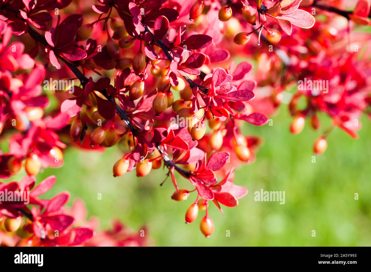 Fruits and red leaves of Berberis, commonly known as barberry, is a ...