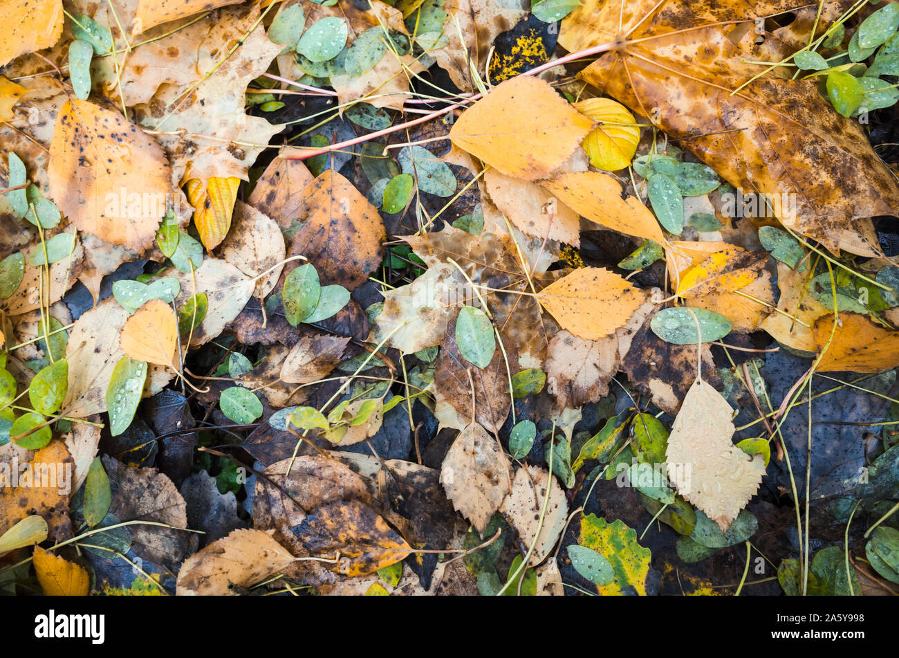 Natural view of green leaves hi-res stock photography and images - Alamy
