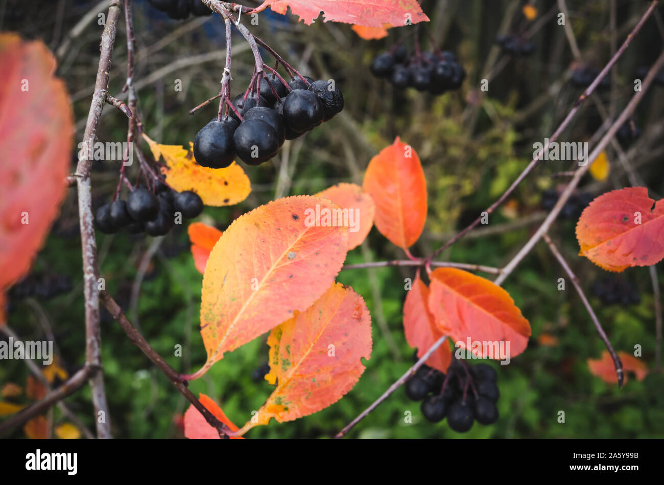 Aronia plants hi-res stock photography and images - Alamy