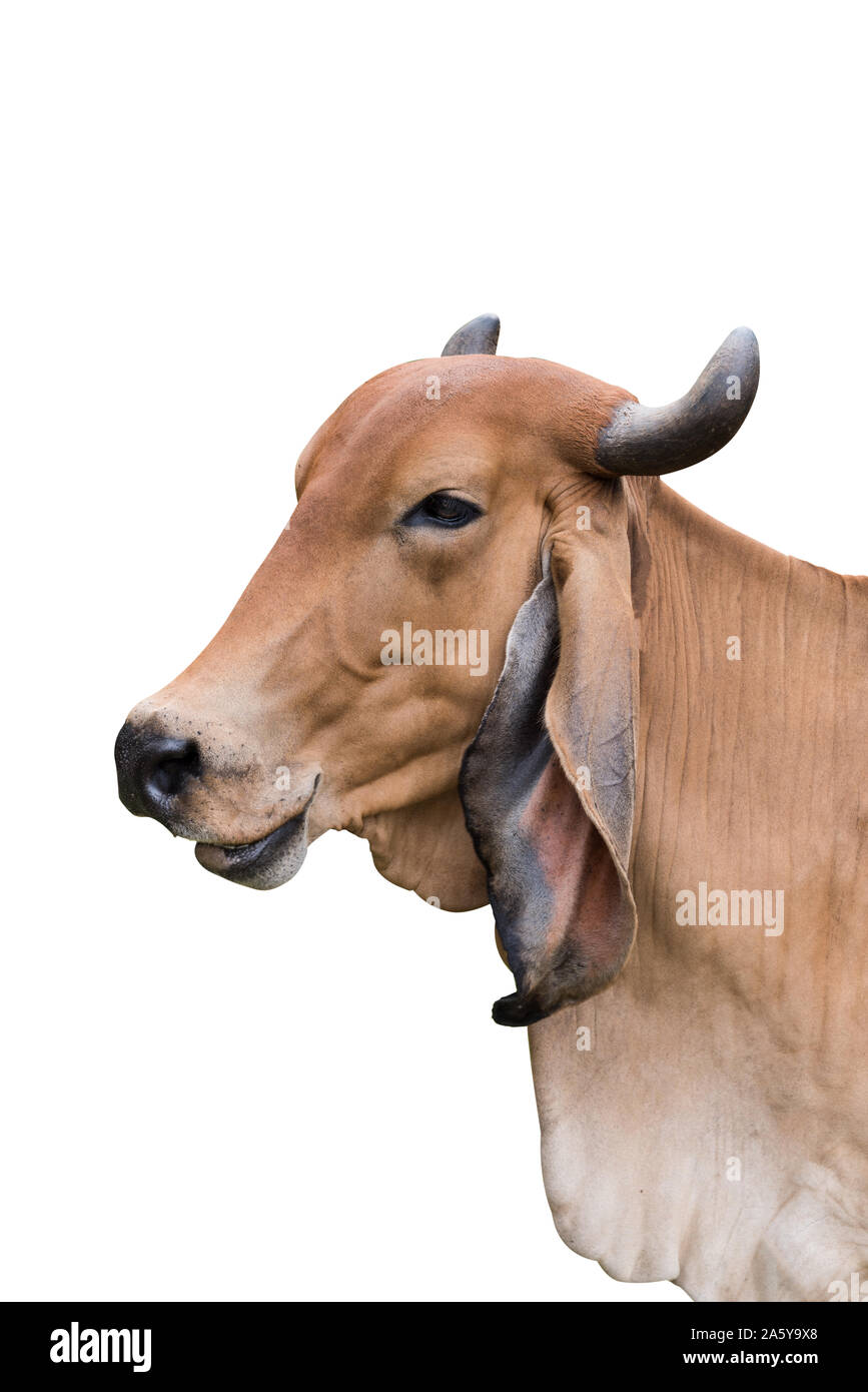 Asia old cow smile isolate on white background Stock Photo - Alamy