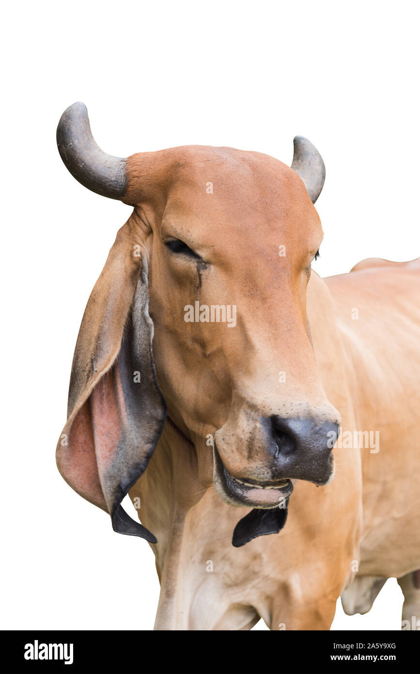 Asia old cow smile isolate on white background Stock Photo - Alamy