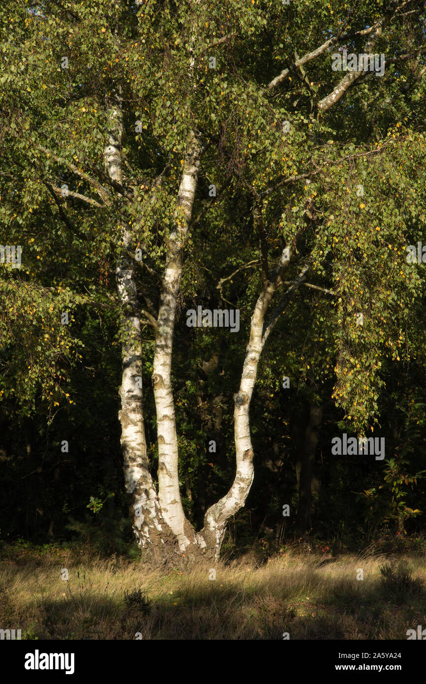 Silver Birch tree in woodands on Autumn afternoon in South London ...