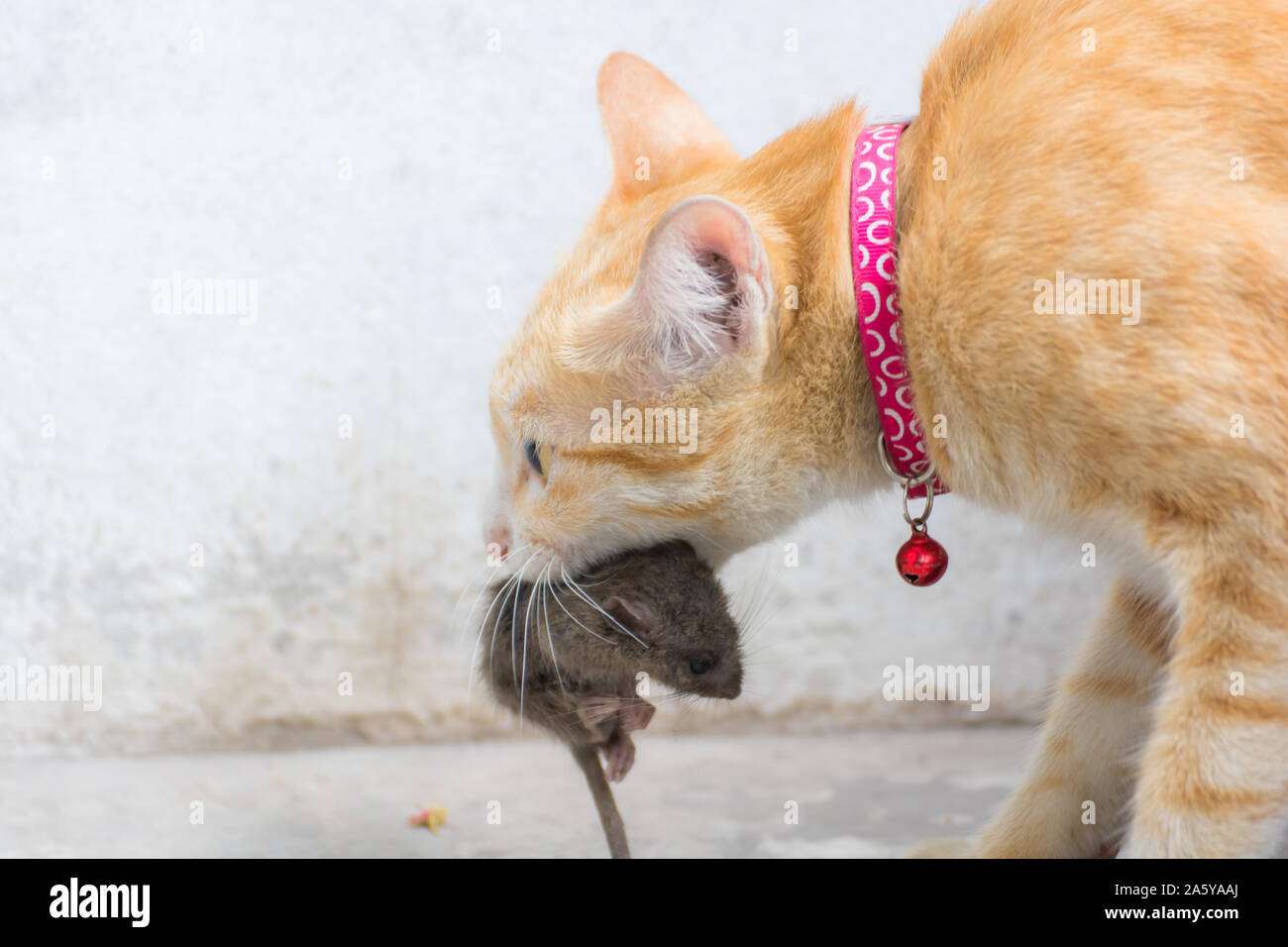 orange cat and hunting rat for survive Stock Photo - Alamy