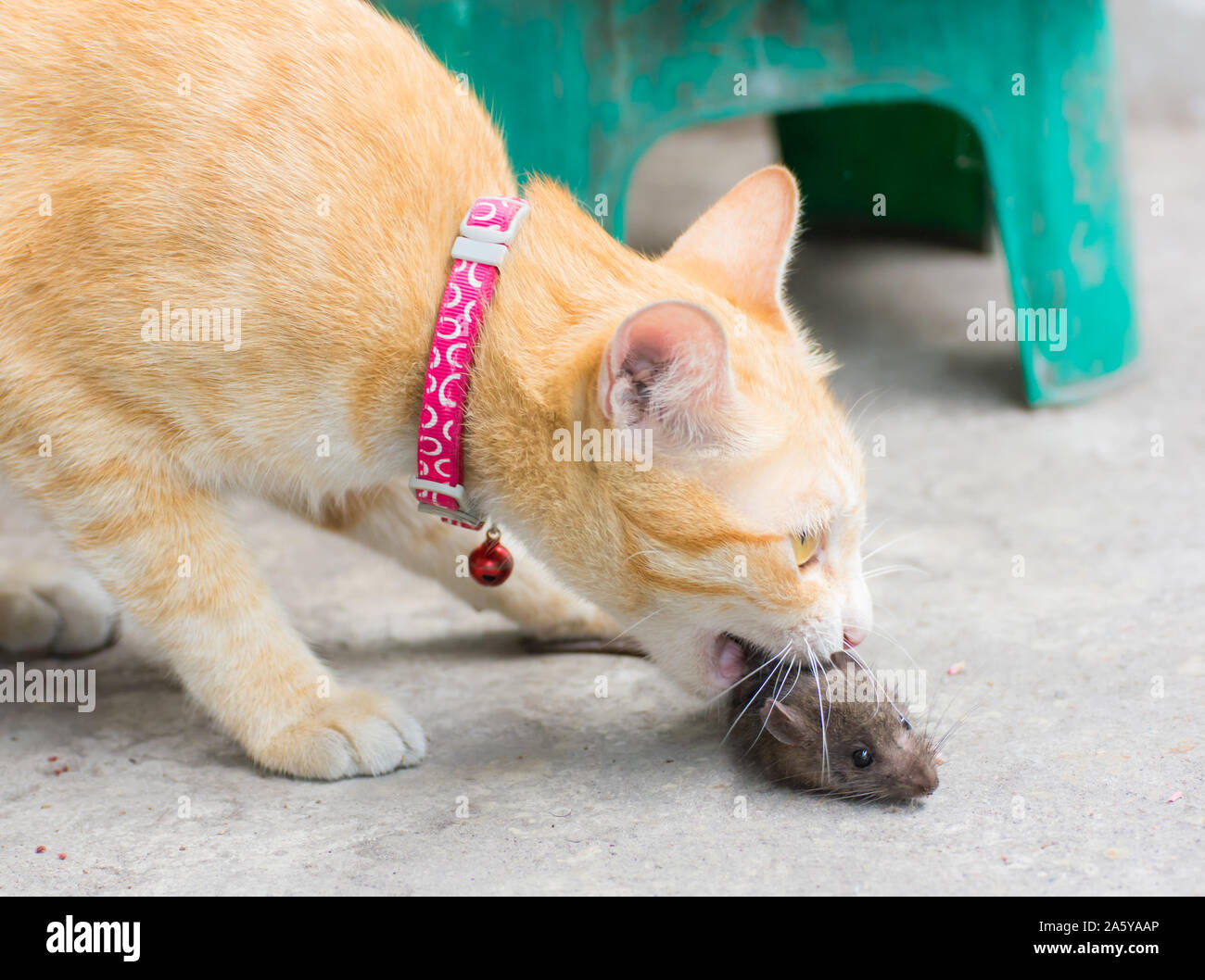 Orange cat hunting rat hi-res stock photography and images - Alamy