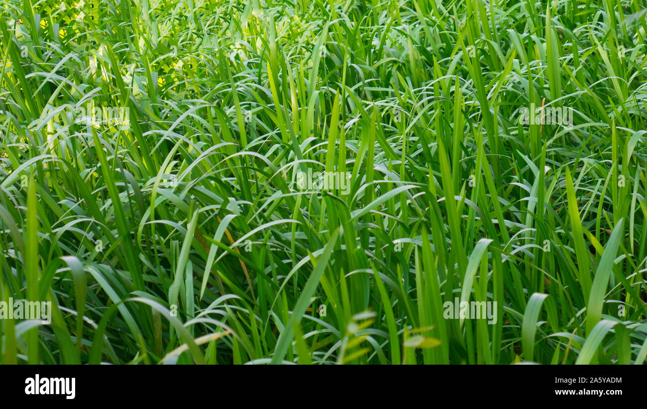 Green water grass close up Stock Photo - Alamy